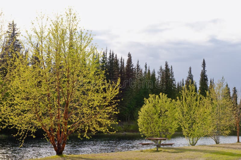 Trees by river bank stock photo. Image of deciduous, estuary - 11302000