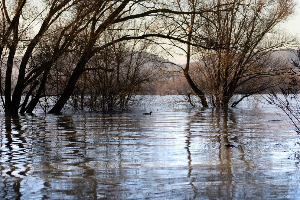 The Trees on the River Bank are Flooded by the River Stock Photo ...