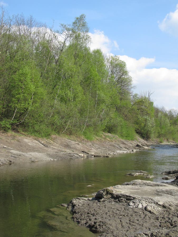 Trees on the river bank stock photo. Image of forest - 53567906