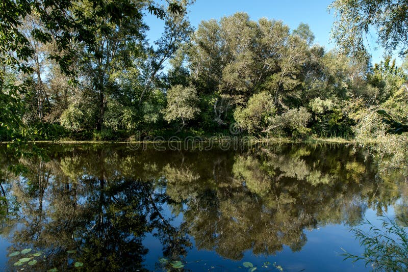 Trees on the river bank stock image. Image of coast, river - 98591937
