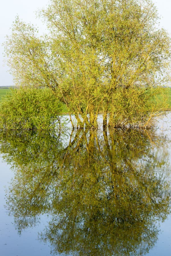 Trees on the river stock photo. Image of reflected, mirror - 130503308