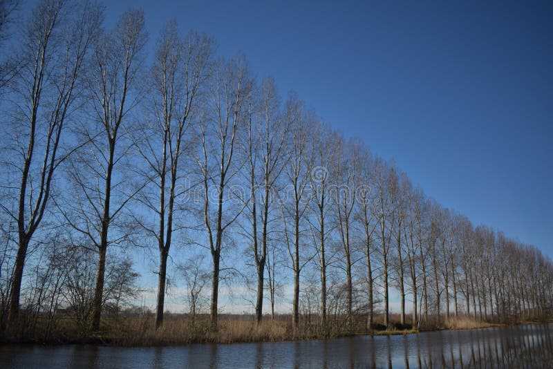 Trees on a river bank stock photo. Image of view, winter - 154369966