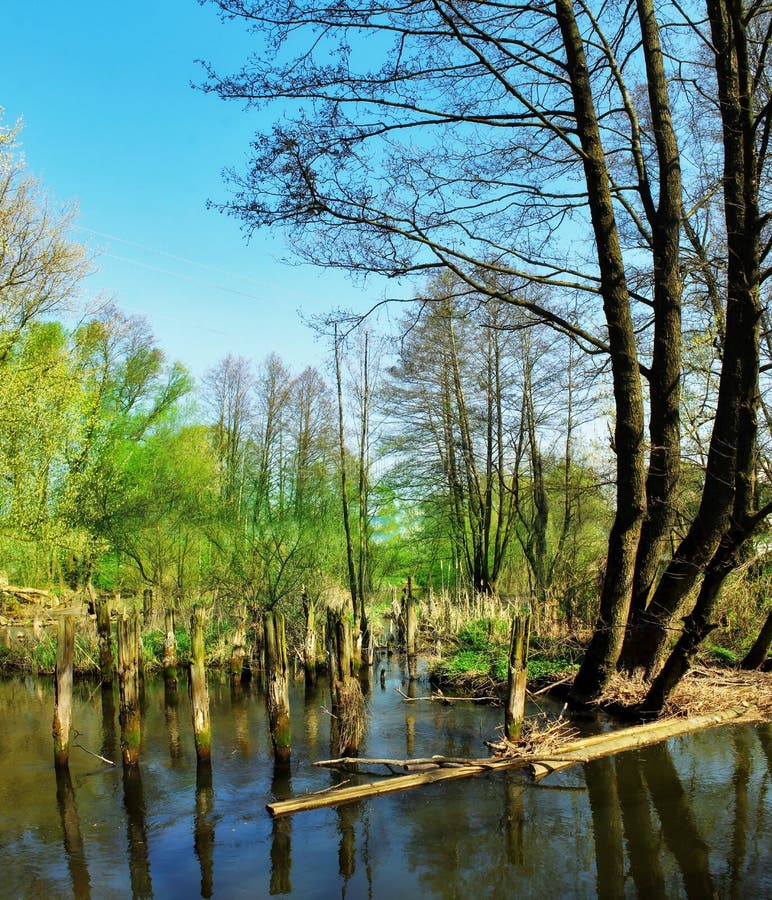Trees on the River Bank in Spring Stock Photo - Image of reflection ...