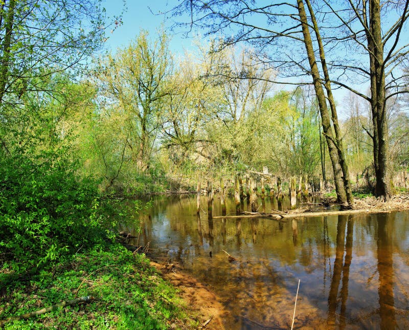 Trees on the River Bank in Spring Stock Image - Image of spring, park ...