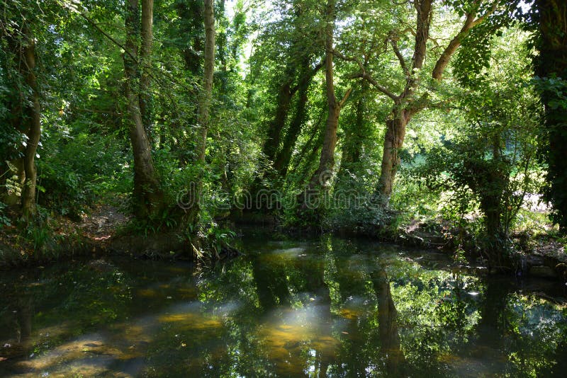 Trees with a river stock image. Image of trees, quiet - 42600721