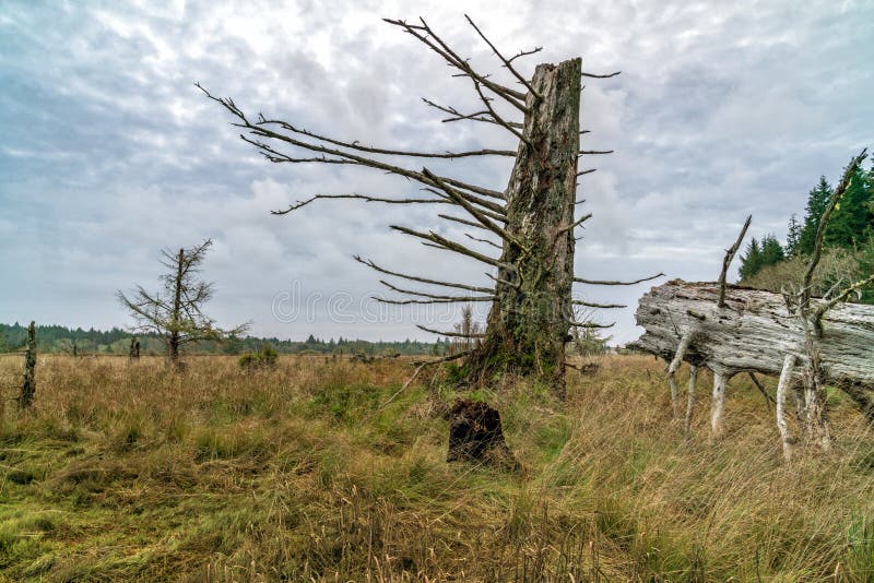 Trees in River Bottom stock image. Image of water, blue - 130648647
