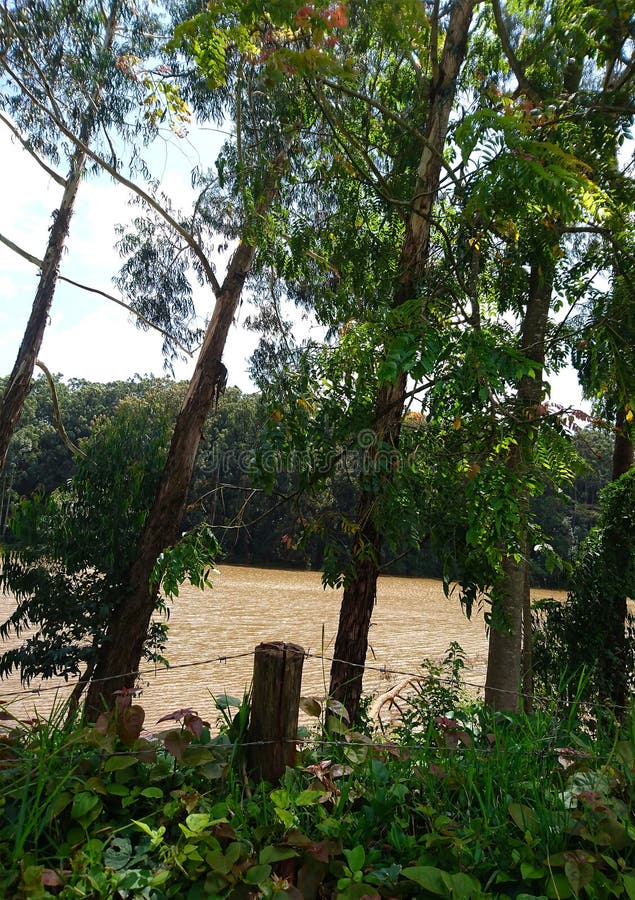 Trees by the river front stock image. Image of colour - 141595327