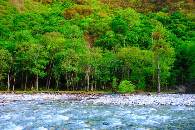 Trees and River stock image. Image of ecology, leaf, stream - 31735887