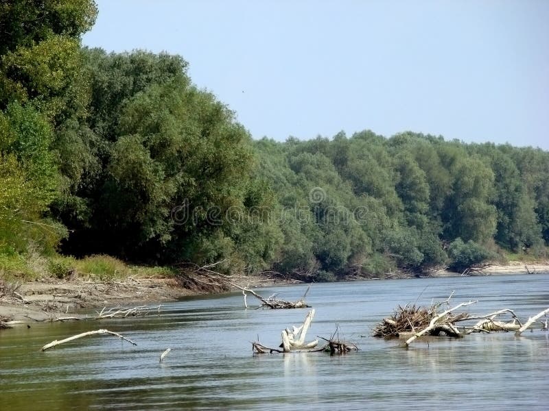 Trees on river stock image. Image of islands, trees, river - 58564317