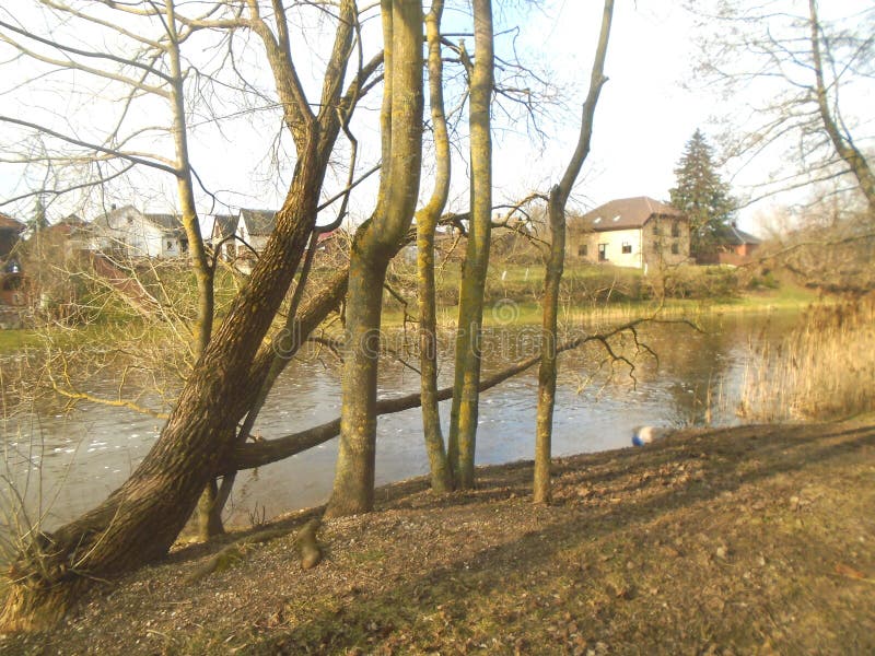 Trees by the river stock photo. Image of spring, europe - 309141362