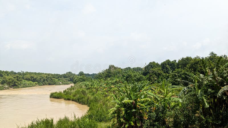 Trees by the River, Tropical Island and River Views Stock Image - Image ...