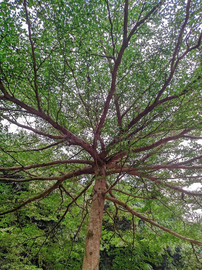 Trees on the Riverbank As a Resting Place for Shepherds and Farmers ...