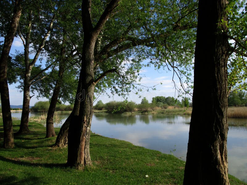 Trees on riverbank stock photo. Image of colorful, water - 125044460