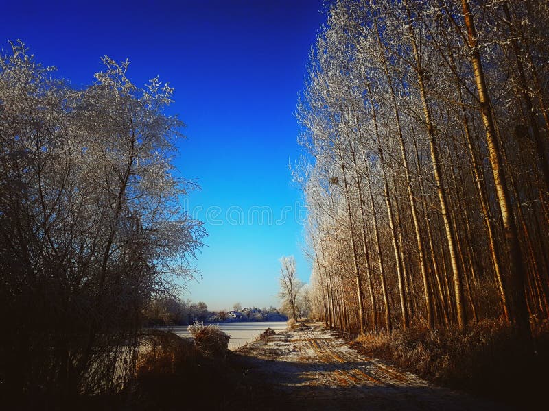 Trees stock image. Image of riverside, trees, nature - 86257445