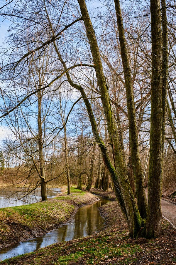 Trees by rivulet stock image. Image of early, trees - 277025741