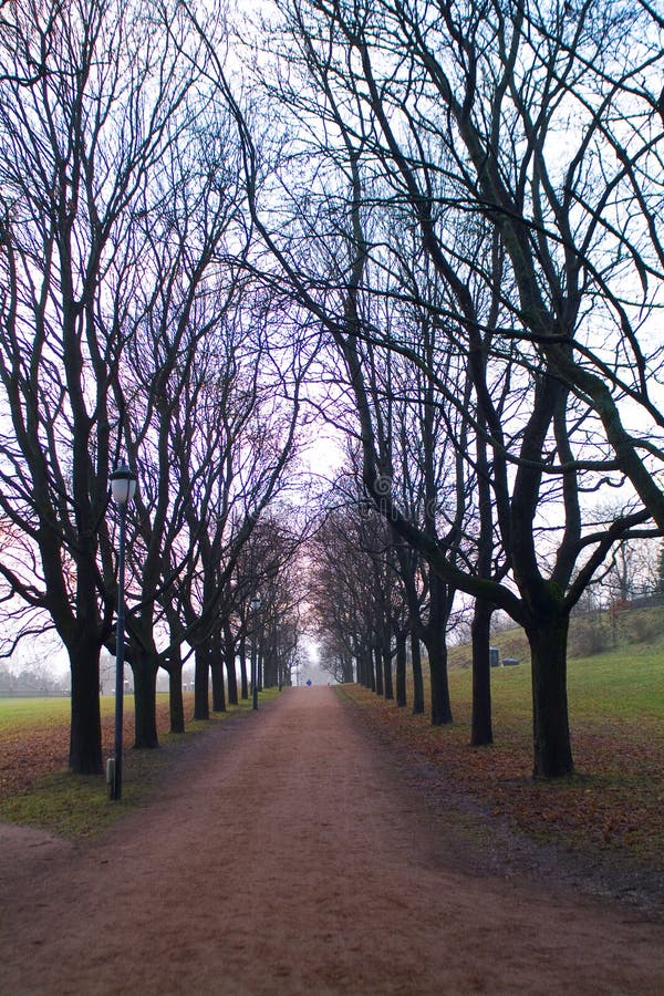 Trees road stock image. Image of walk, driveway, path - 10367355
