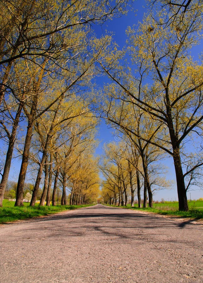 Trees and road stock image. Image of travel, scenics - 19062255