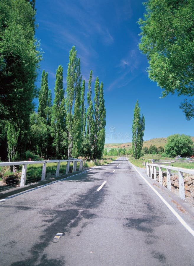 Trees with Road stock photo. Image of trees, white, nature - 943564