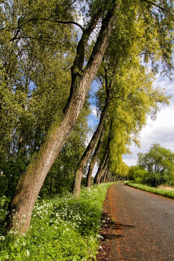 Trees and Road stock image. Image of idyllic, background - 31350431