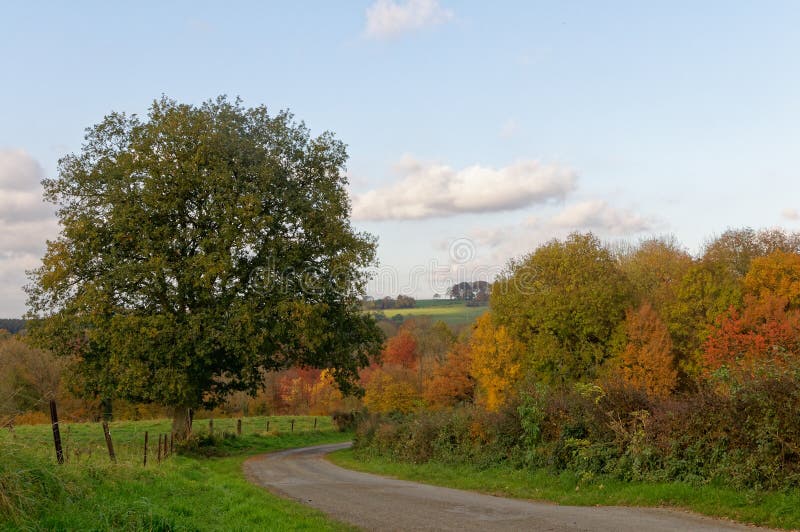 Trees, Road and a Nice Blue Sky in Autumn Stock Image - Image of autumn ...