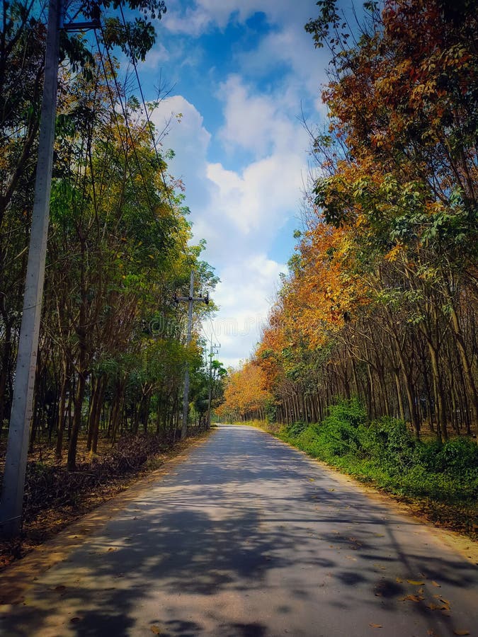 Trees between Roads in the Center of Coln Stock Photo - Image of ...