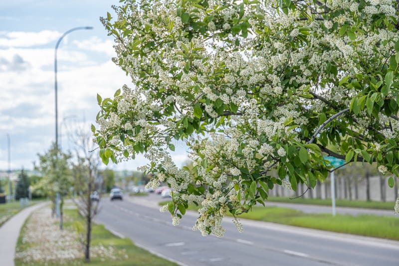 Trees by Roadside on a City Road Stock Photo - Image of beautiful, park ...