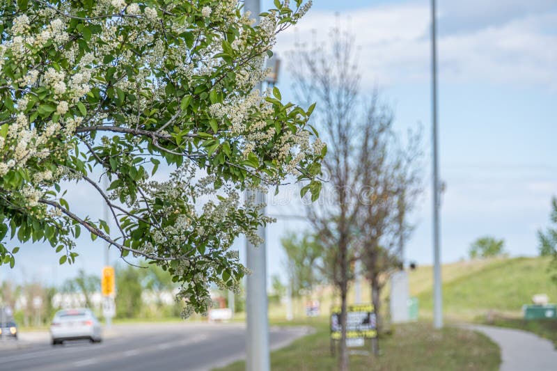 Trees by Roadside on a City Road Stock Image - Image of tree, calgary ...