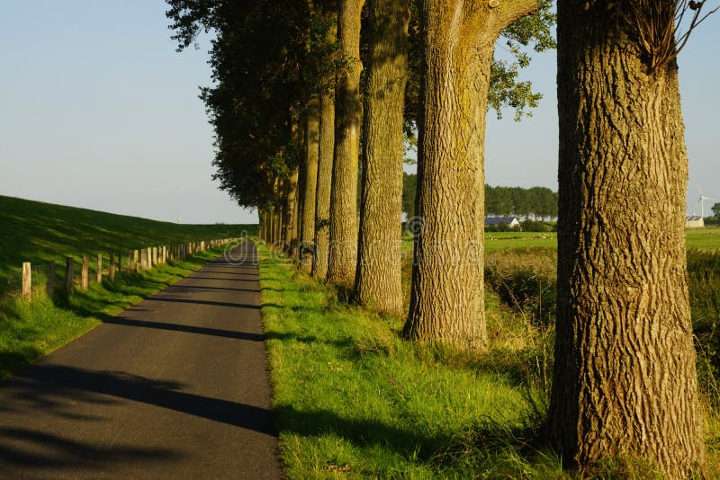 Trees on roadside stock photo. Image of logs, import - 77152266