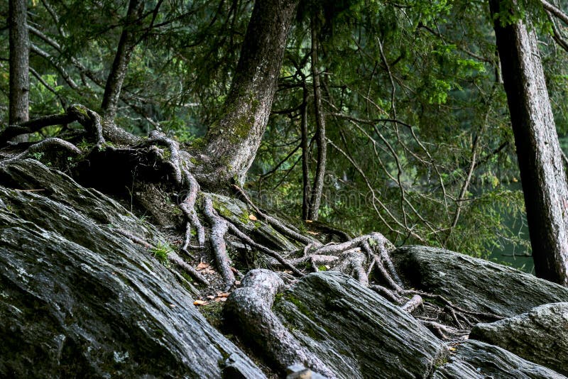 Trees on a Rock in the Alpine Forrest Stock Image - Image of mystic ...