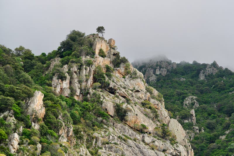 Trees on a rock stock image. Image of vegetating, sand - 123479489