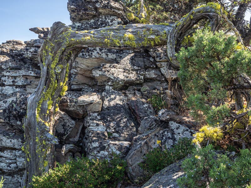 Trees and Rock Cliffs at the Mountain Top Stock Image - Image of cliffs ...