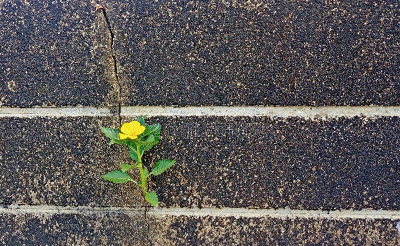 Trees in the Rock Crevices Can Grow with Its Efforts Stock Photo ...