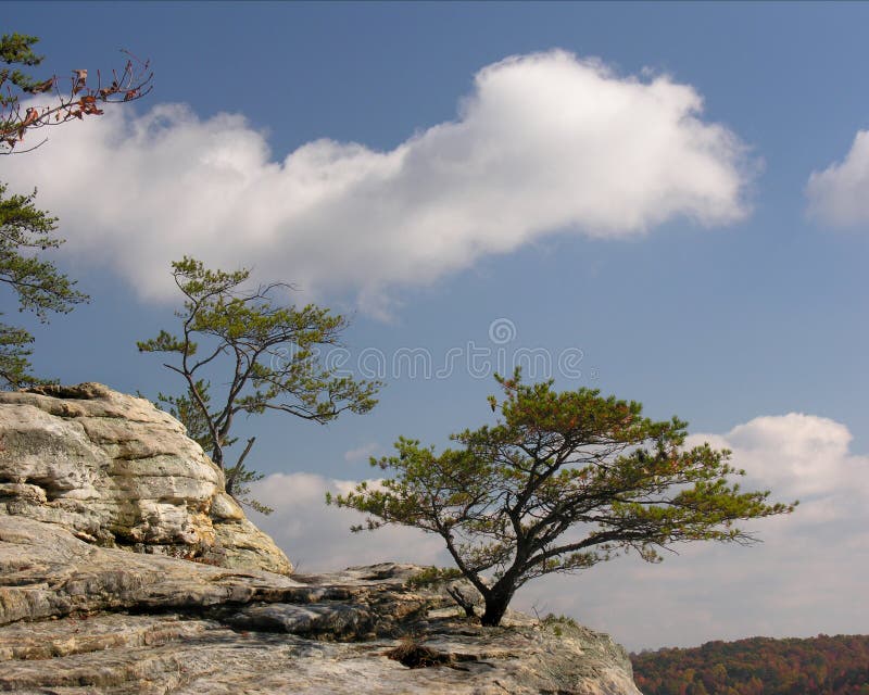 Trees on Rock Ledge stock photo. Image of exposed, high - 1785562