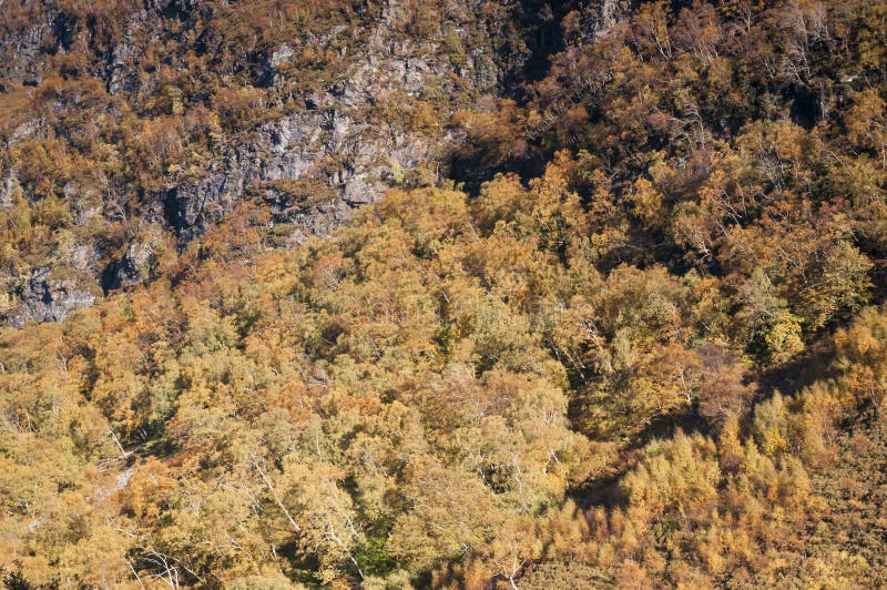 Trees and rock stock image. Image of ross, autumnal, highlands - 81703073