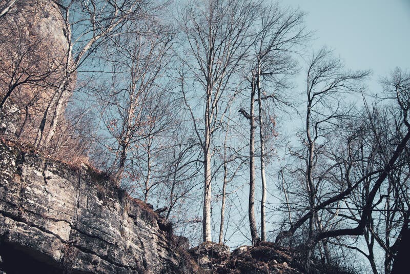 Trees in rock in spring stock photo. Image of wood, natural - 244468350