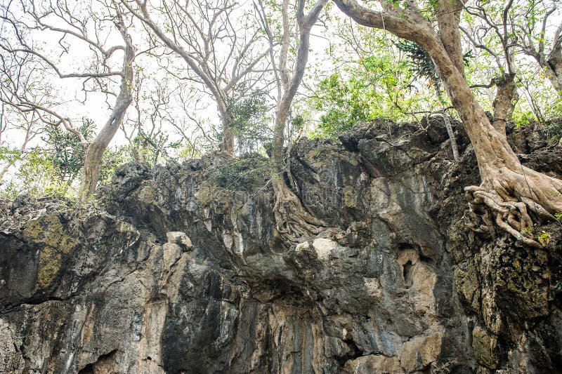 Trees on rock stock image. Image of beautifullight, strength - 86542473