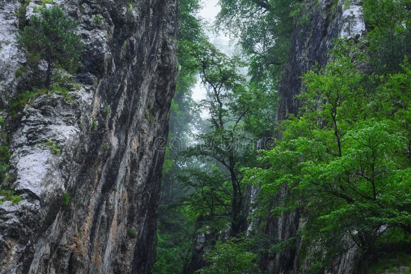 Trees on the Rocks in the Assa River Mountain Gorge on a Rainy Day ...