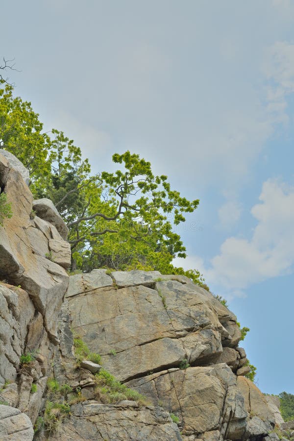 Trees on rocks 1 stock photo. Image of green, leaf, leaves - 89310484