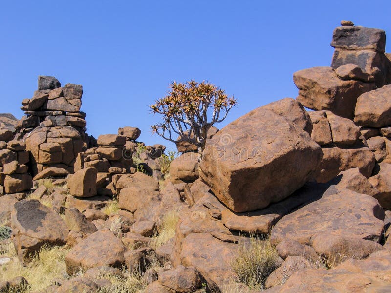 Trees and Rocks, Fish River Canyon, Namibia Stock Photo - Image of ...