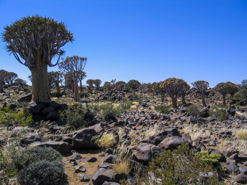 Trees and Rocks, Fish River Canyon, Namibia Stock Photo - Image of ...