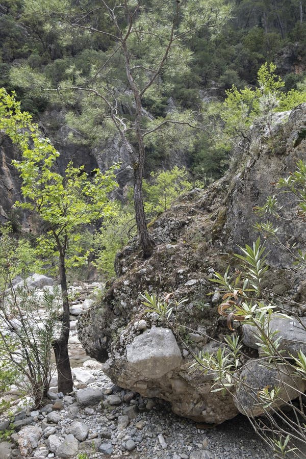 Trees in the rocks stock image. Image of severe, rock - 267540833