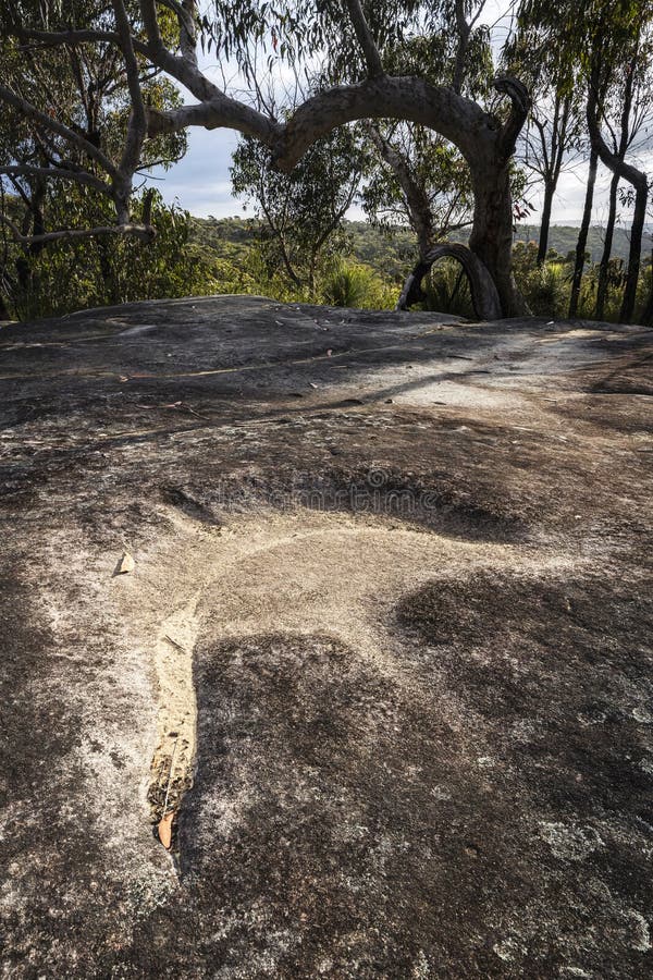 Trees and Rocks with Leaves in Brisbane Water National Park in ...