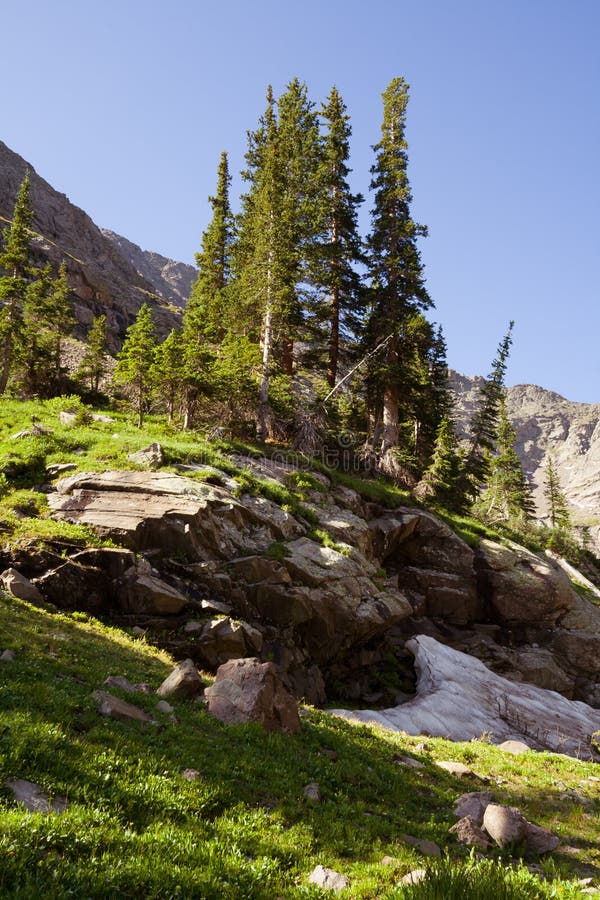 Trees and Rocks in the Mountains in Colorado Stock Image - Image of ...