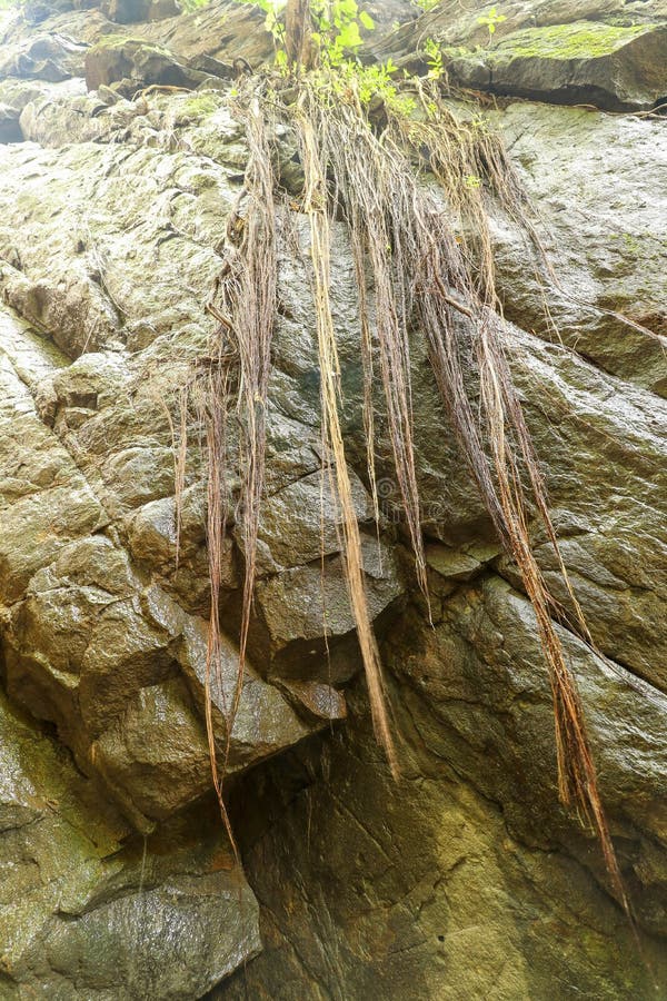 Trees on the Rocks.the Roots of Many Trees among the Rocks Stock Image ...