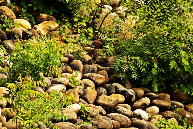 The Trees.rocks and Stone on the Bank of Ganga River Stock Image ...