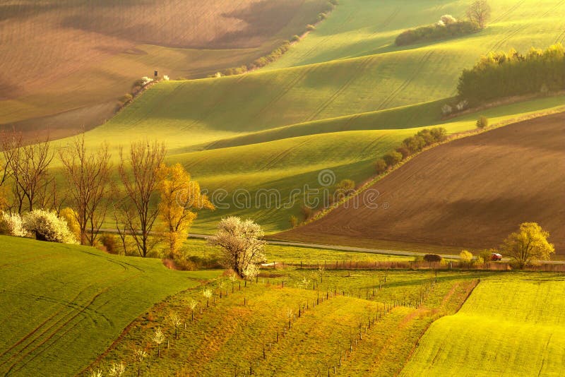 Trees in a Rolling Spring Fields with Crop and Clay Stock Photo - Image ...