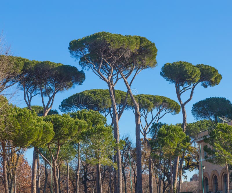 Trees in Rome, Italy stock image. Image of italian, country - 5341771