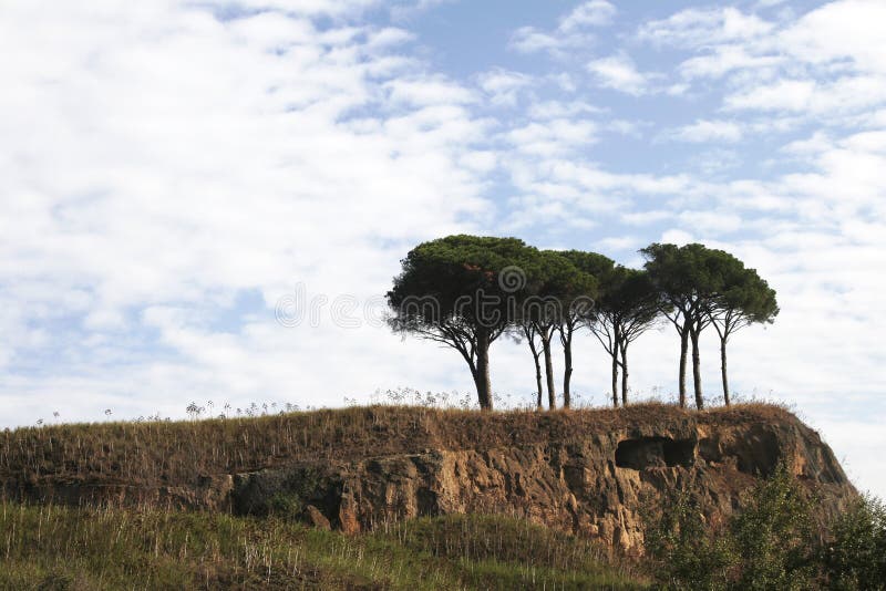 Trees In Rome, Italy stock image. Image of italy, rome - 4733145