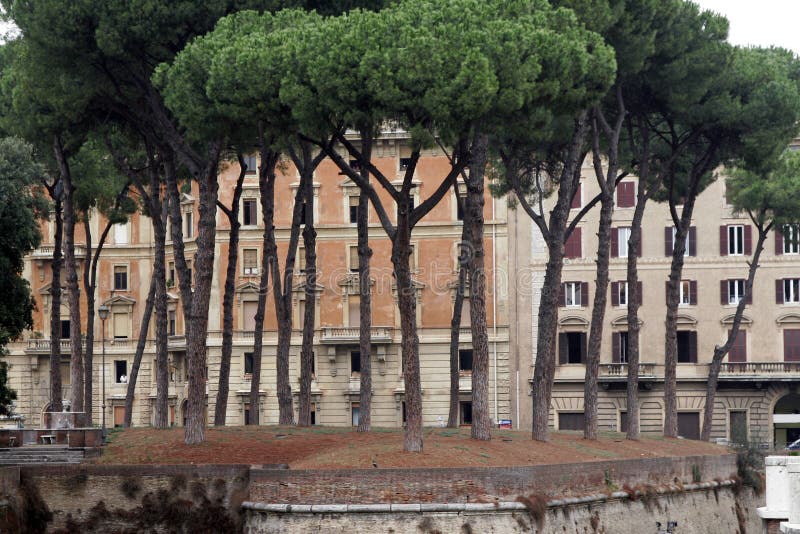 Trees In Rome, Italy Picture. Image: 5287623