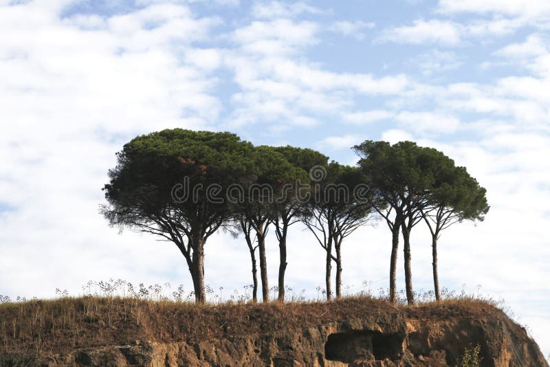 Trees in Rome, Italy stock image. Image of italian, country - 5341771